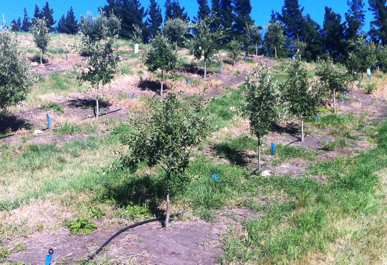 What are Truffle Tree Brules? – Kings Truffles